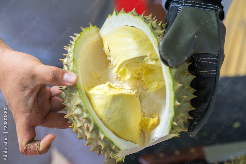 Hand hold durian peel to see yellow pulp inside, pungent durian fruit ...