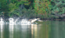 Loon Taking Off From Lake Free Stock Photo - Public Domain Pictures