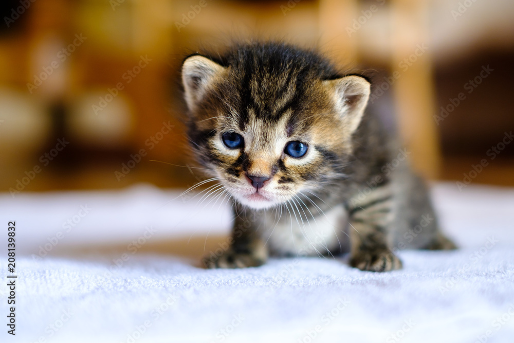 Petit chaton noir tigré avec les yeux bleu, âgé de deux semaines, assis ...