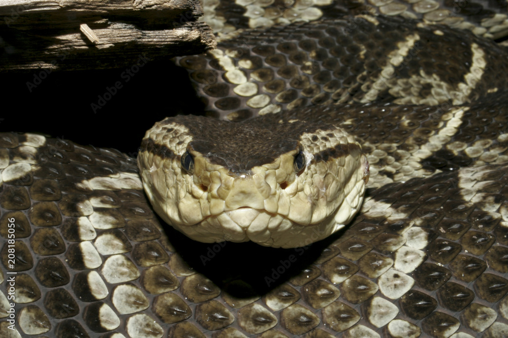 Venomous Fer-De-Lance Snake (Bothrops asper) Stock Photo | Adobe Stock