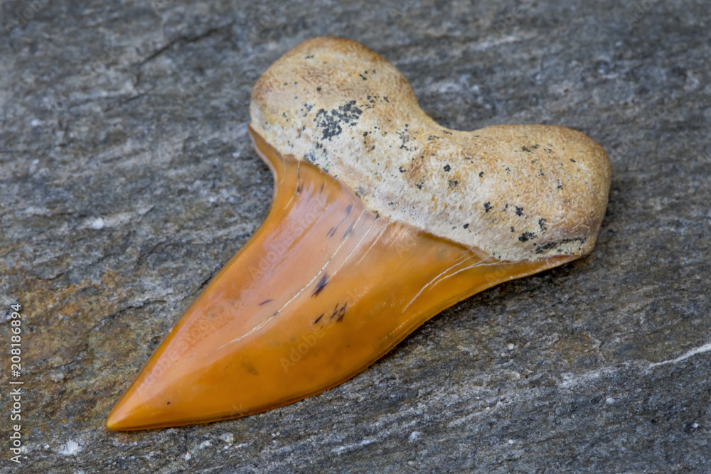 Colorful Fossilized Mako (Isurus planus) Shark tooth - Lingual View ...