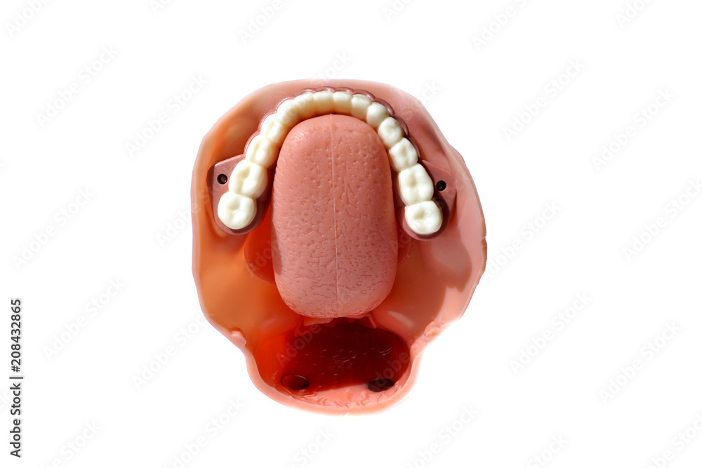 Stock-Foto „Simulation medicine model of throat larynx/pharynx and ...