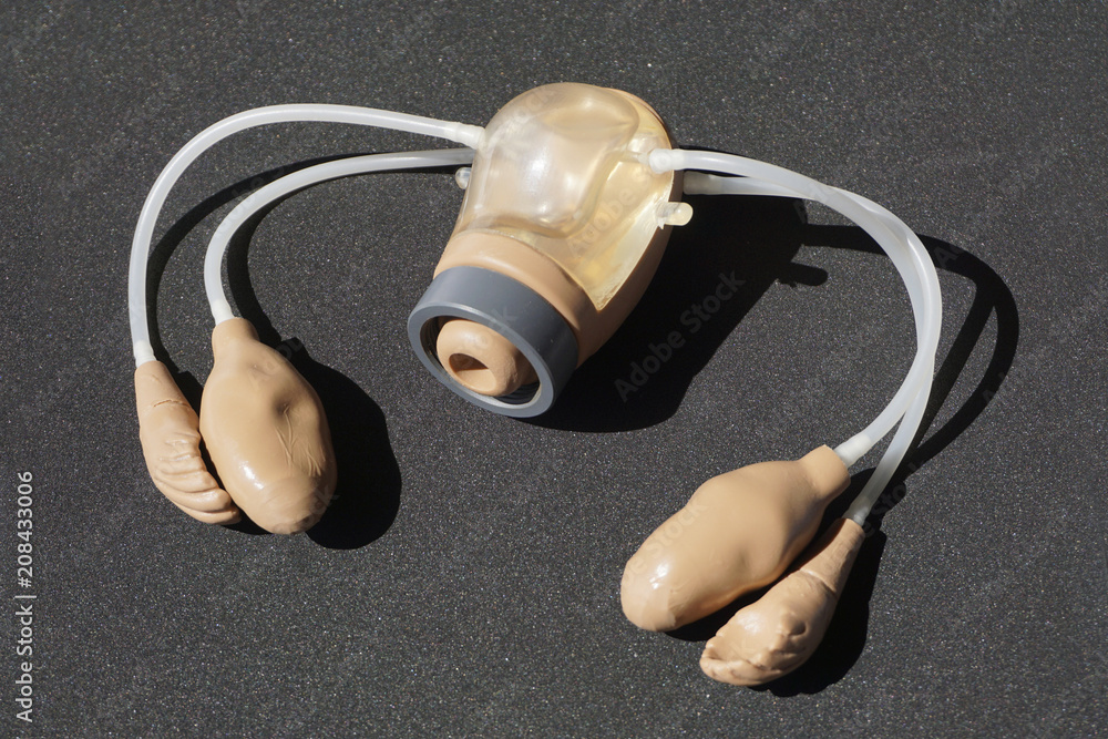 Simulation medicine model of the uterus, ovaries and Fallopian tubes ...