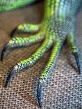 Iguana Foot Free Stock Photo - Public Domain Pictures