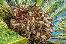 Female Cycad Free Stock Photo - Public Domain Pictures