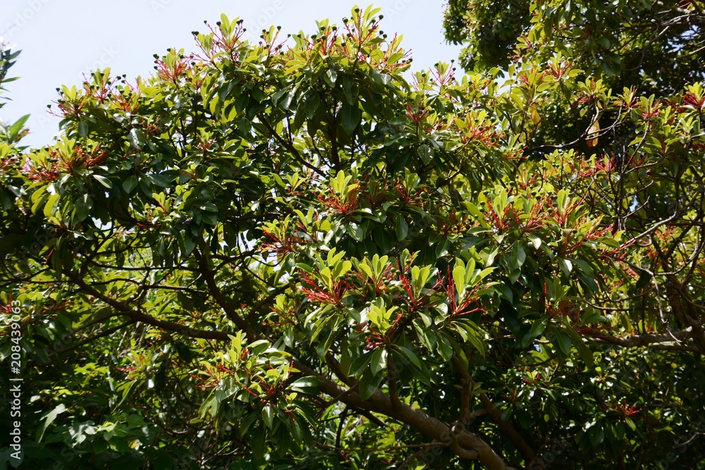 Nuts of Machilus thunbergii(Persea thunbergii) Stock Photo | Adobe Stock