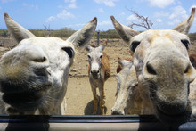 Hungry Donkey Free Stock Photo - Public Domain Pictures