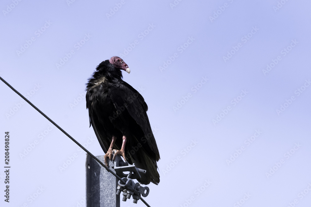 Turkey Vulture (cathartes aura), also known as the Turkey Buzzard, John ...