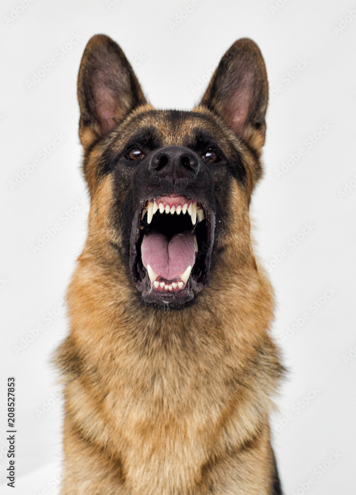 angry dog barks Stock Photo | Adobe Stock