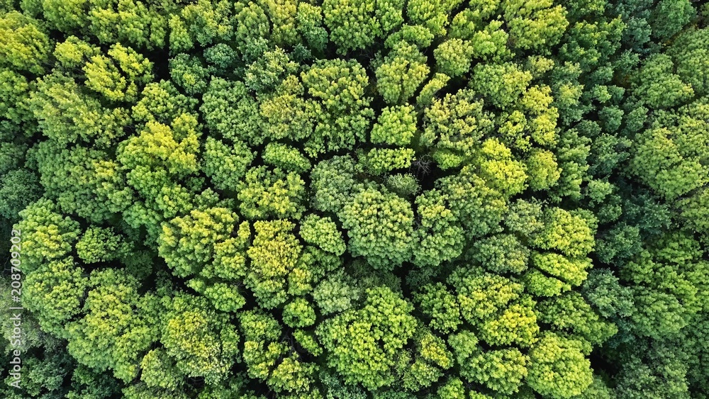 Aerial top view of green trees forest as natur background Stock Photo ...