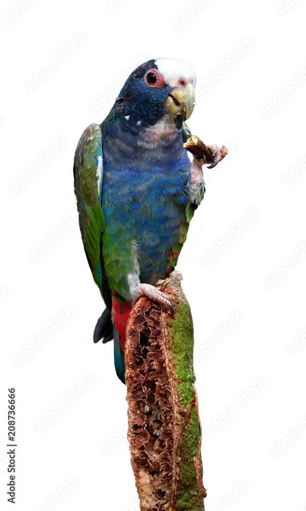 Isolated on white background, vertical photo of White-crowned parrot ...