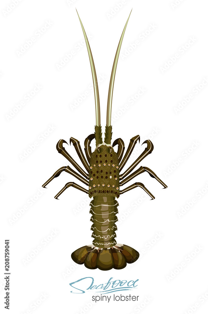 Spiny lobster vector illustration in cartoon style isolated on white ...