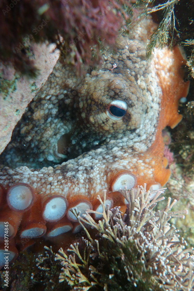 Photo Stock Octopus tetricus, Gloomy Octopus or Common Sydney Octopus ...