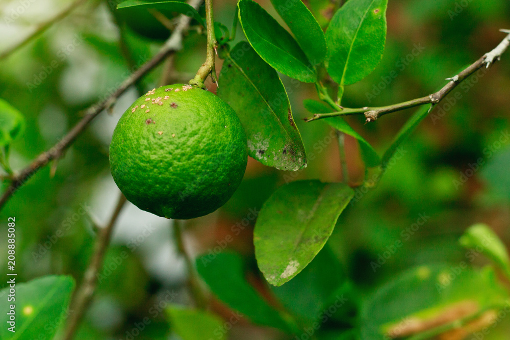 lemon citrus canker disease causes by Xanthomonas axonopodis bacteria ...
