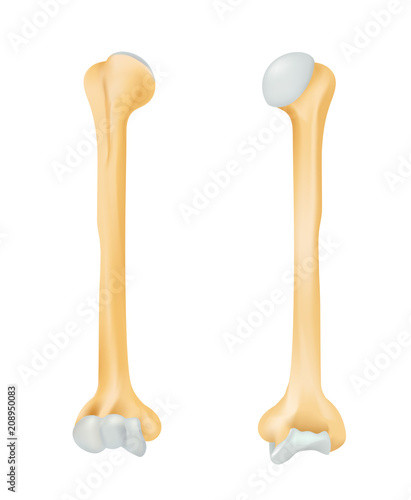 The humerus bone Stock Vector | Adobe Stock