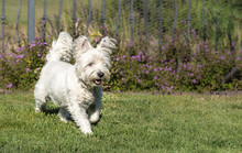 Dog Running, Westie Free Stock Photo - Public Domain Pictures