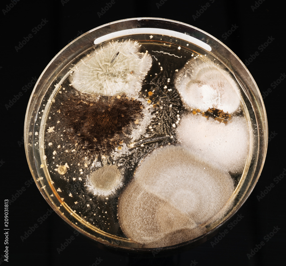growth of microorganisms in a Petri dish, Bacteria, yeast and mold ...