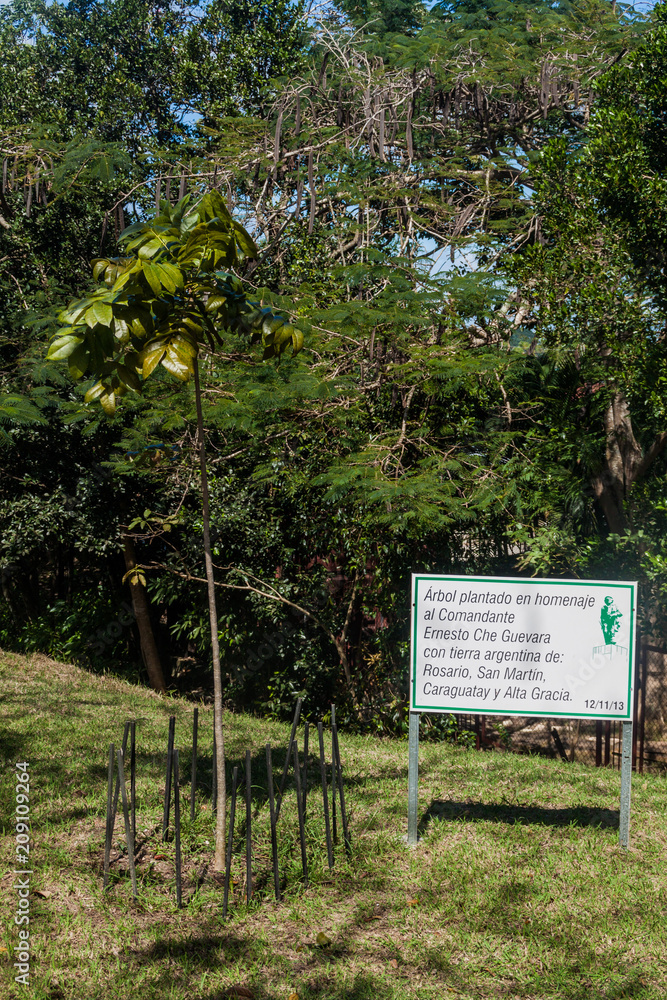 Fotografie Tree planted as a homage of Che Guevara with a soil from ...