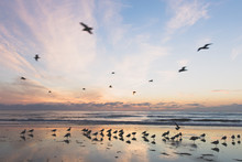 Birds Taking Off Free Stock Photo - Public Domain Pictures