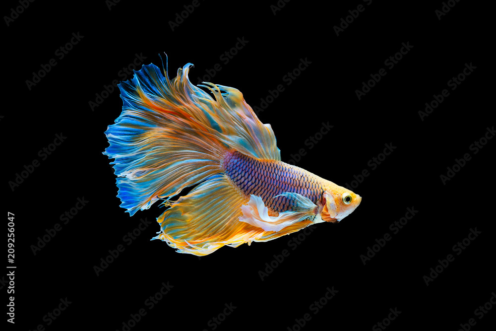 The moving moment beautiful of yellow siamese betta fish or half moon ...