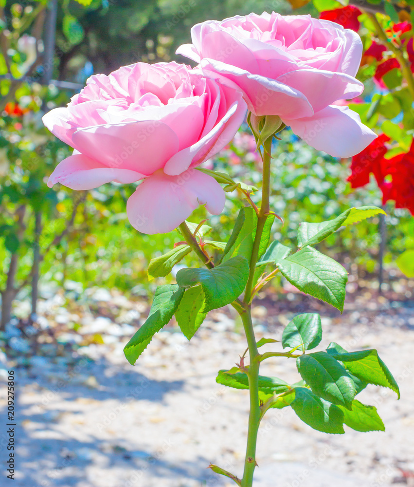 Beautiful Rose Flower Scenery