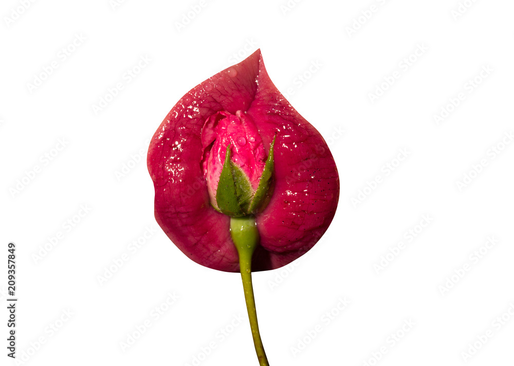 Lips kissing a rose bud, isolated on white Stock Photo | Adobe Stock