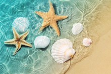 Starfish Shells Pattern Background Free Stock Photo - Public Domain ...