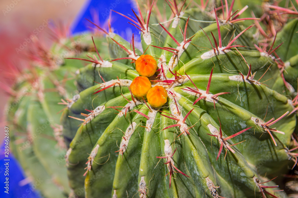 Cactus plants in the open-air banana garden. Marrakech, Morocco, Africa ...