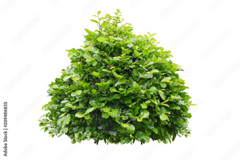green bush isolated on white background. Stock Photo | Adobe Stock