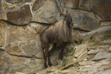 Himalayan Tahr Free Stock Photo - Public Domain Pictures