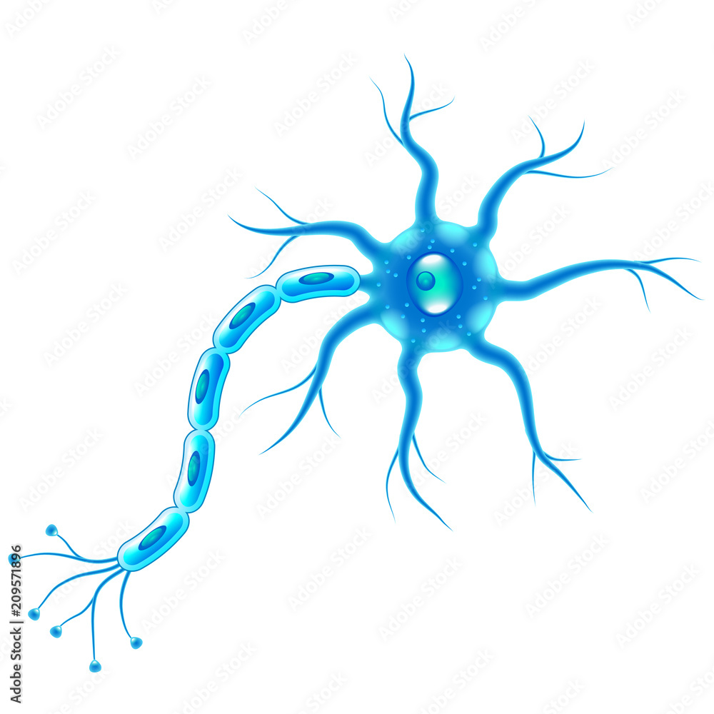 Nerve cells isolated on white vector Stock Vector | Adobe Stock