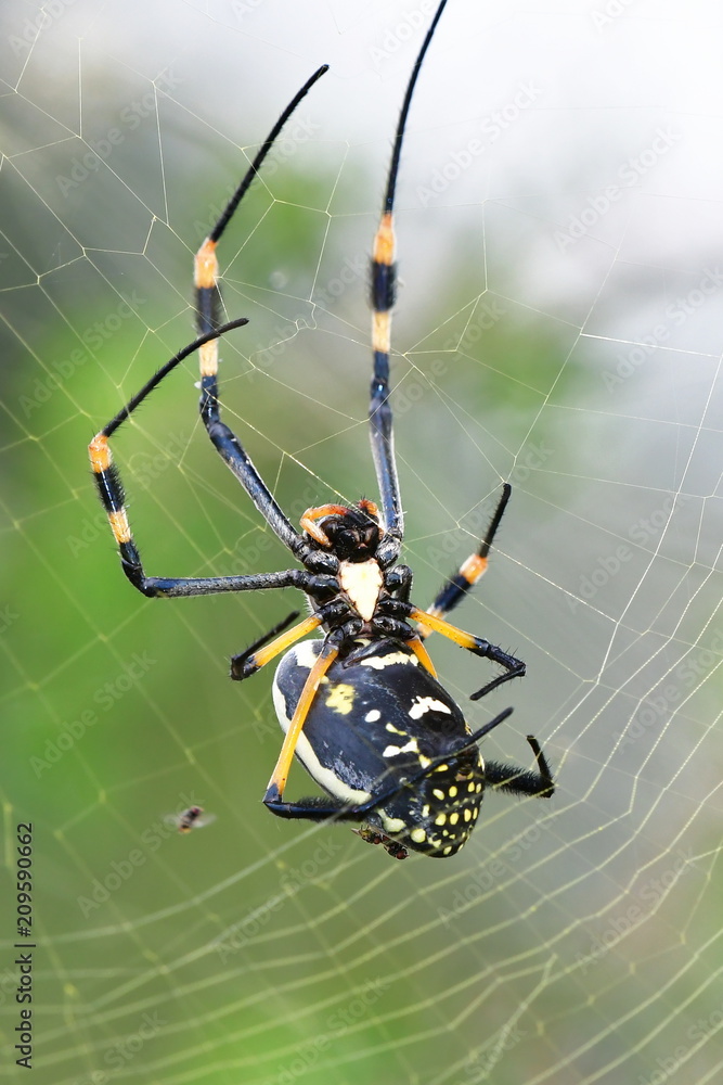 Golden orb spider.Kruger National park in South Africa Stock Photo ...