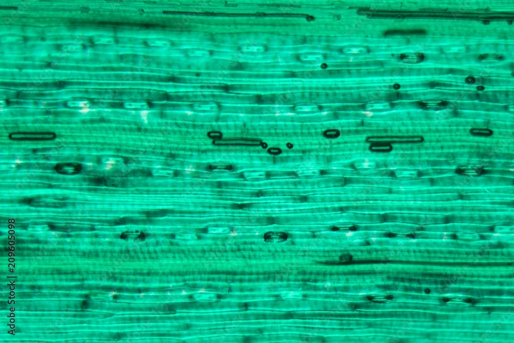 Wheat leaf epidermis under the microscope Stock Photo | Adobe Stock