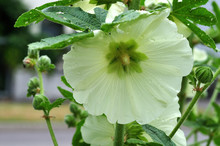 Hollyhock Free Stock Photo - Public Domain Pictures
