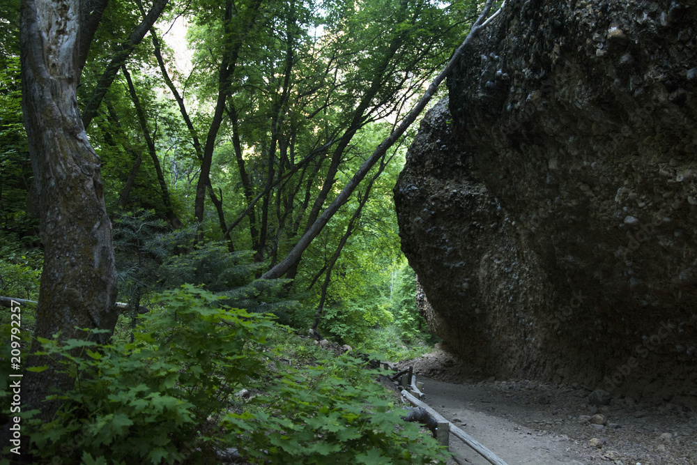 Pathway through the forest and trees in the rocky mountain range in ...