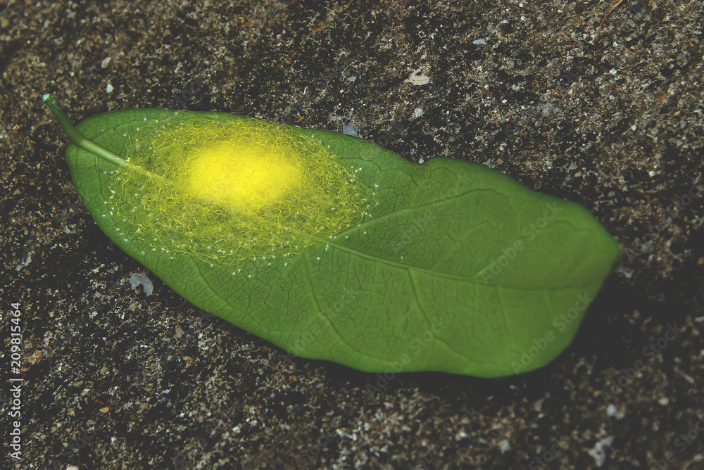 Insect nest on the tree to lay eggs and their young dodge Pat's. Stock ...