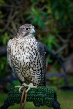 Greenland Falcon & Iceland Falcon Free Stock Photo - Public Domain Pictures