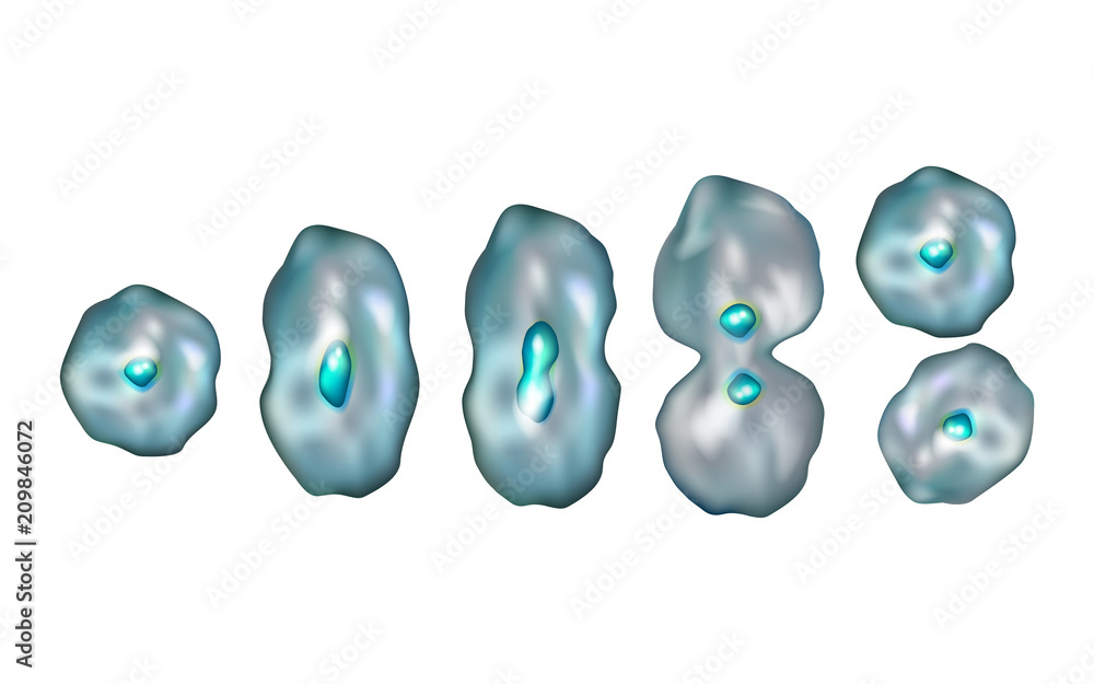 Mitosis. Diagram of the mitotic phases. Illustration showing the five ...