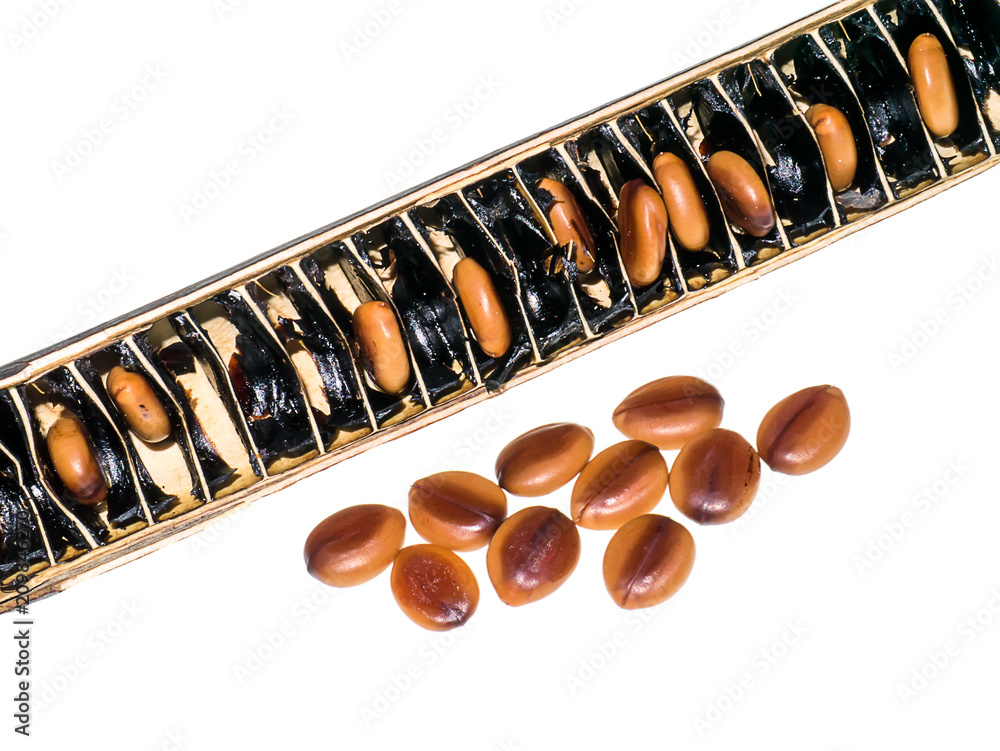 Cassia fistula seed Stock Photo | Adobe Stock