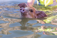 Pigs Bathing Time Ca 1903 Free Stock Photo - Public Domain Pictures