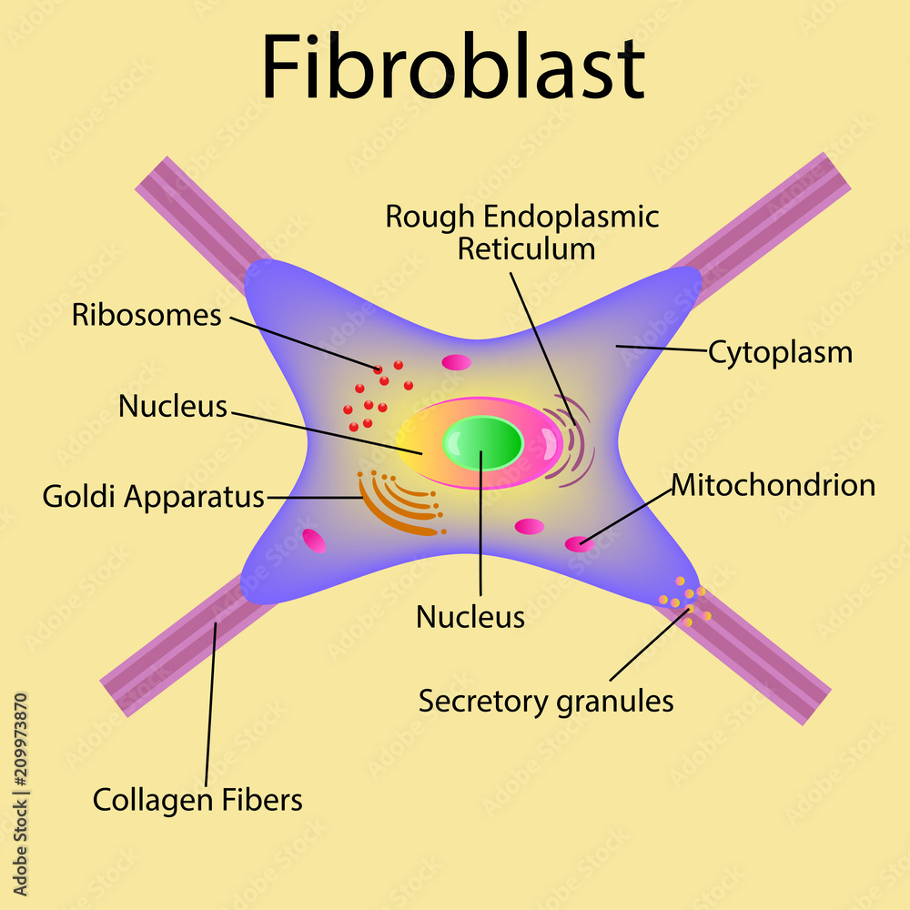 Fibroblast is a dermis cell. Structure of Fibroblast cell. Stock Vector ...