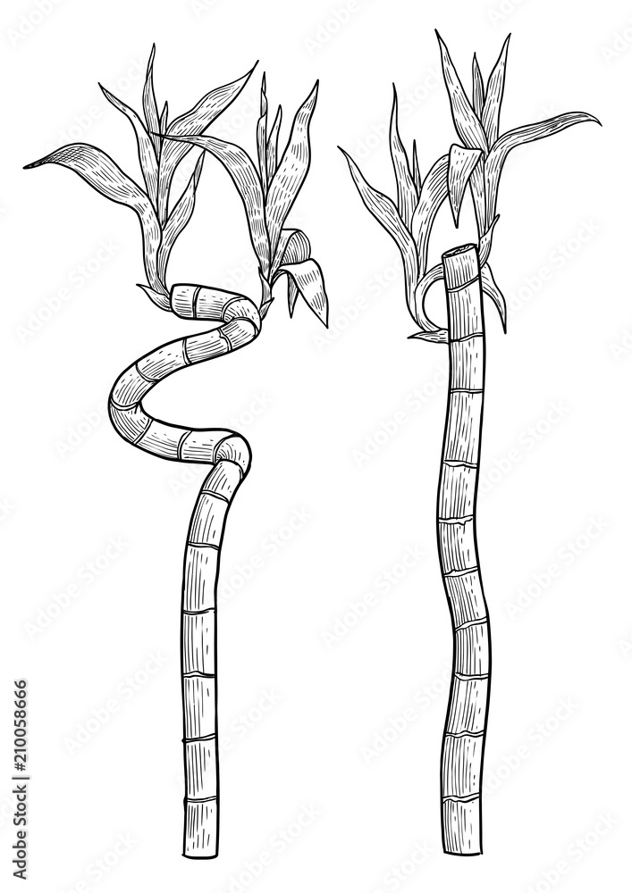 Bamboo branch, leaf illustration, drawing, engraving, ink, line art ...