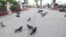 Pigeon Fly Away Free Stock Photo - Public Domain Pictures