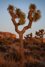 Joshua Tree Cactus Free Stock Photo - Public Domain Pictures