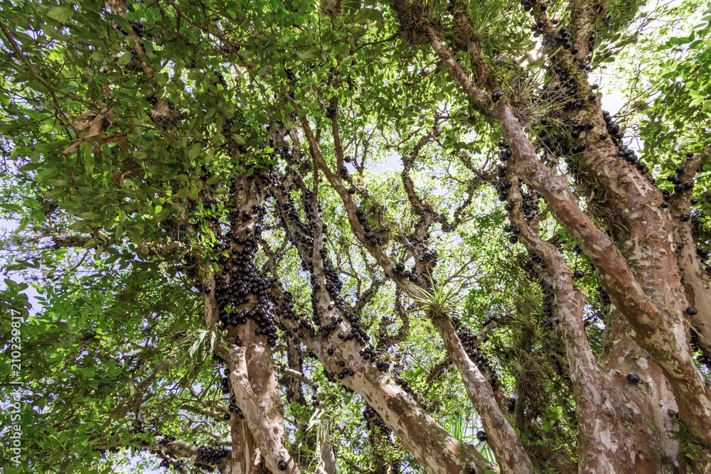 Brazilian tree jabuticaba or jaboticaba with trunk full of fruits ...
