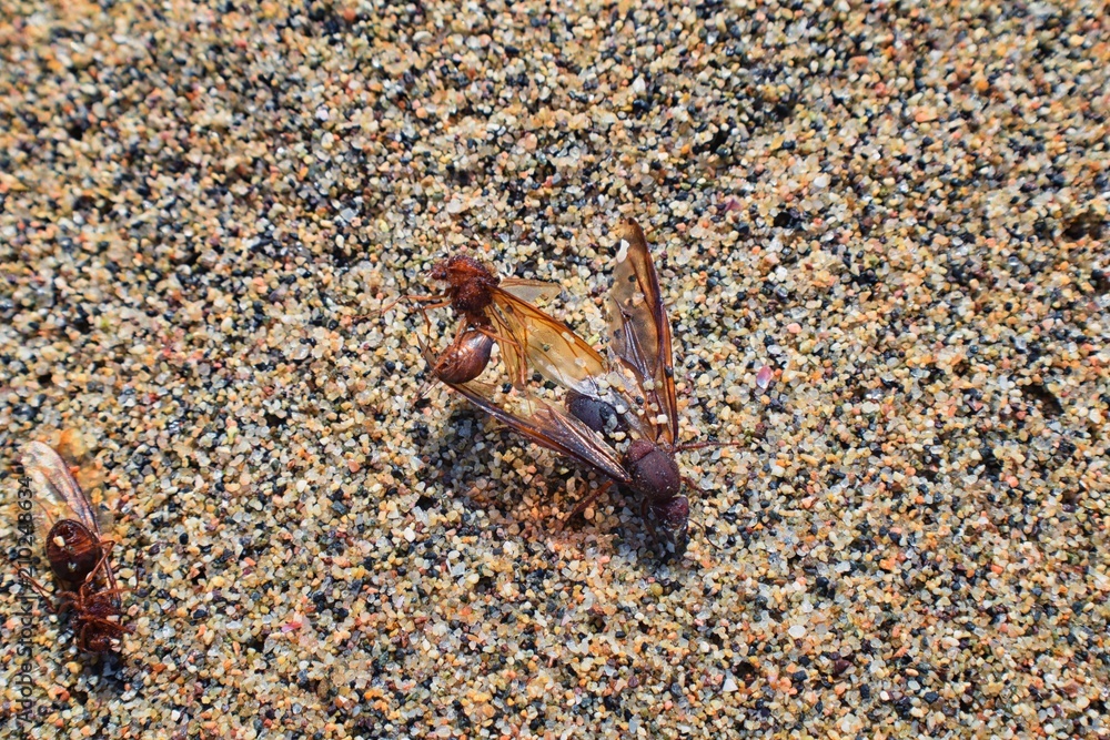 Winged Male Drone Leafcutter ants, macro close up view, dying on beach ...