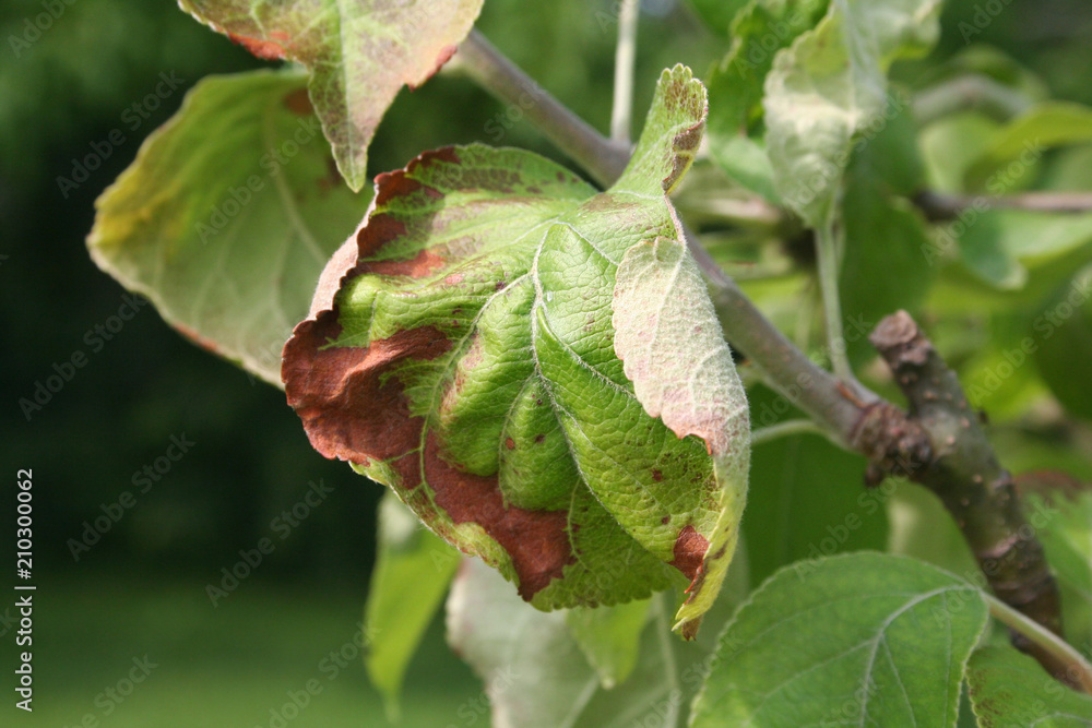 Apple tree leaves with brown spots and edges damaged by infection ...