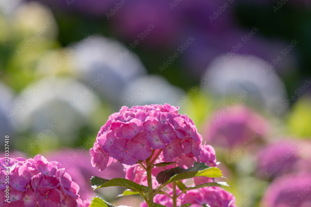 Hydrangea at Hattori Farm in Mobara City, Chiba Prefecture, Japan ...