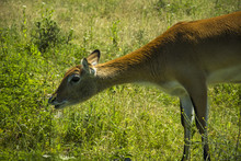 Red Lechwe Antelope Free Stock Photo - Public Domain Pictures