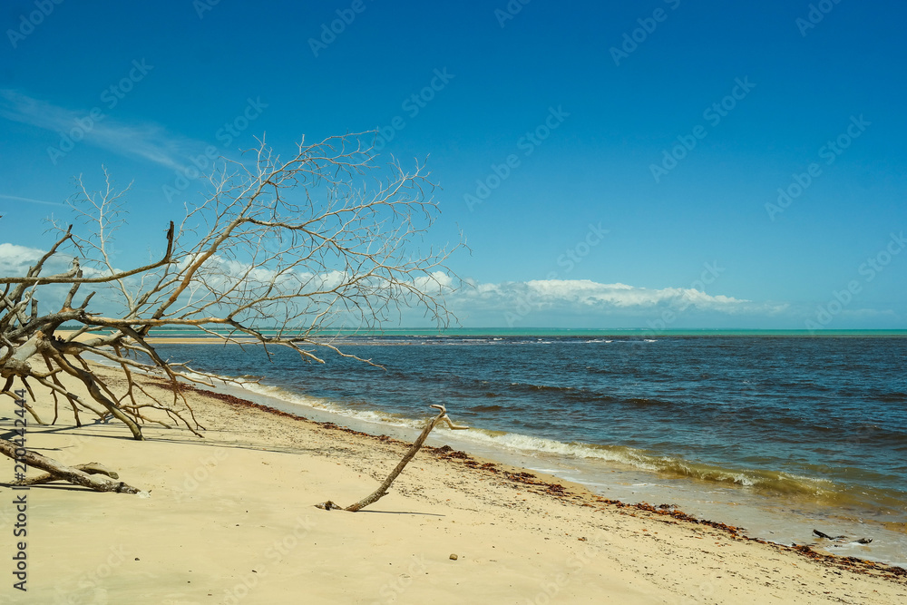 Dry tree, beach, horizon and paradisiacal landscape Stock Photo | Adobe ...
